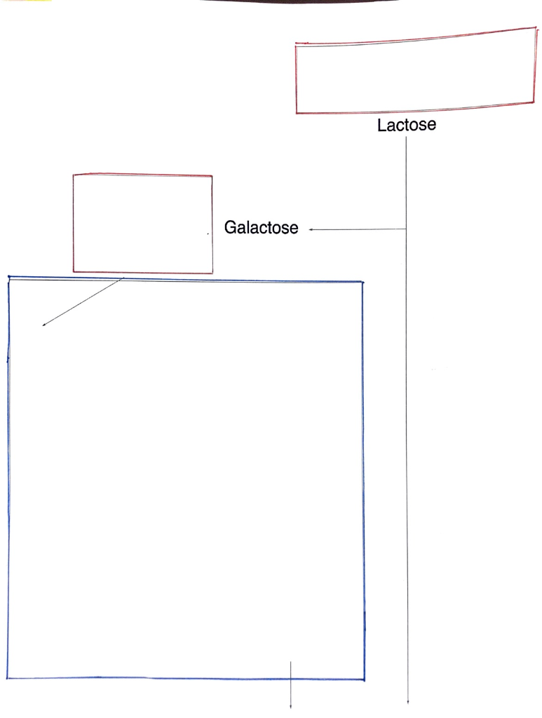 Solved . Diagram the process of lactose breakdown and | Chegg.com