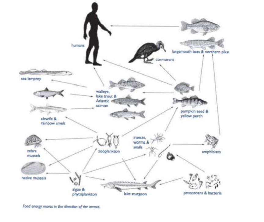 Salmon Food Web