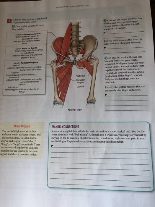 Hamstring Muscles Origin And Insertion