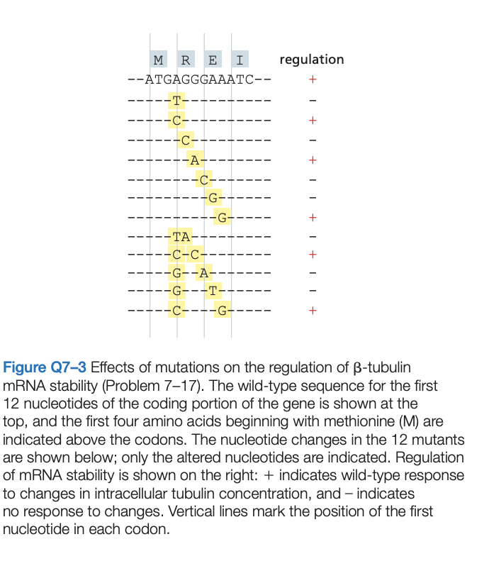 Solved The level of β-tubulin gene expression in cells is | Chegg.com