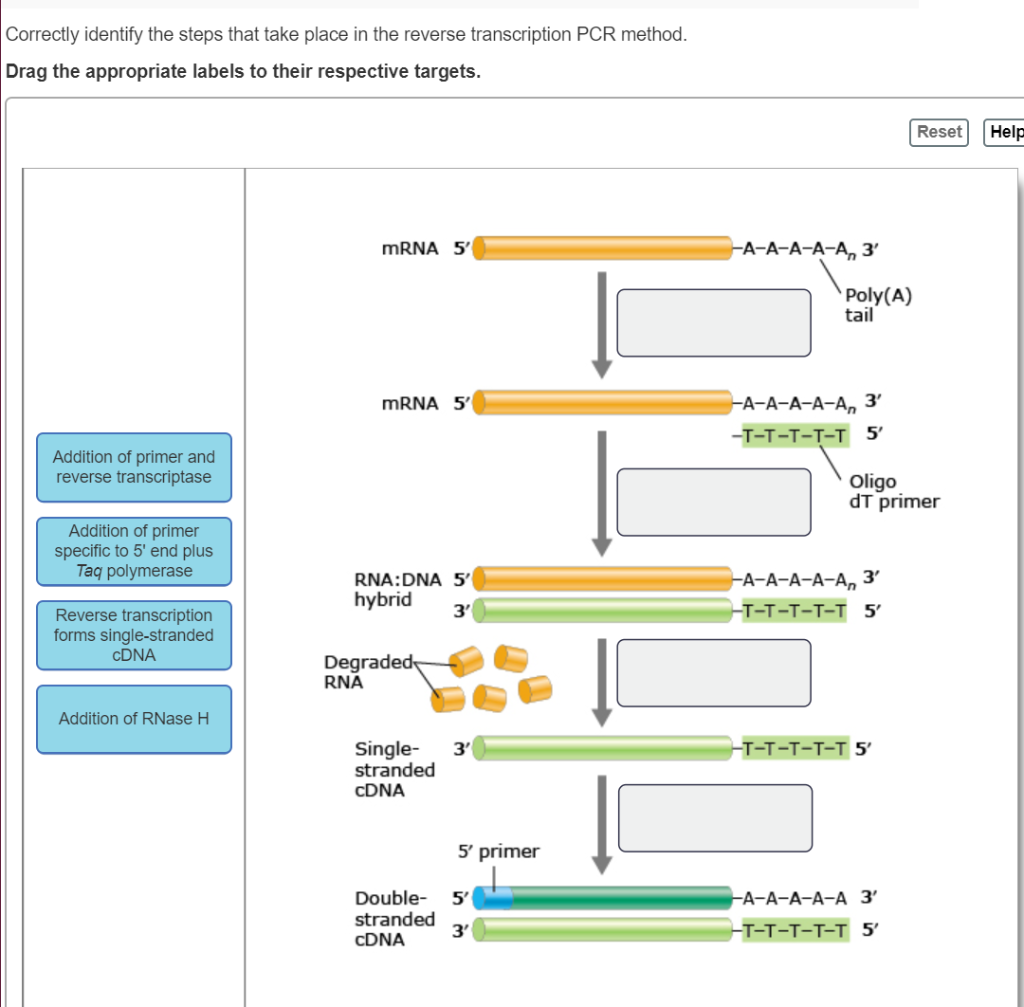 Solved Correctly identify the steps that take place in the | Chegg.com