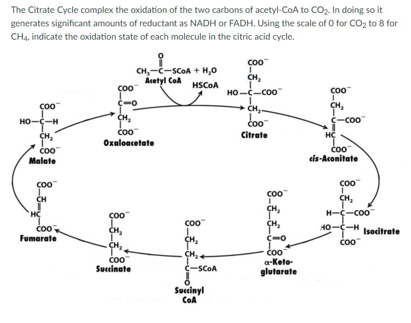 The Citrate Cycle complex the oxidation of the two | Chegg.com