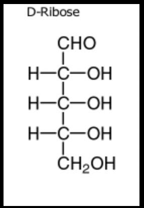 Solved D-Ribose | Chegg.com
