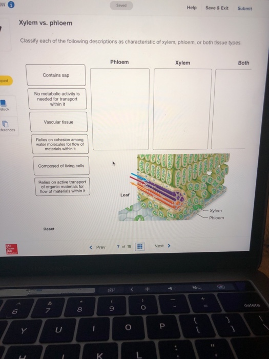 Solved Help Save & Exit Submit Xylem vs. phloem Classify | Chegg.com