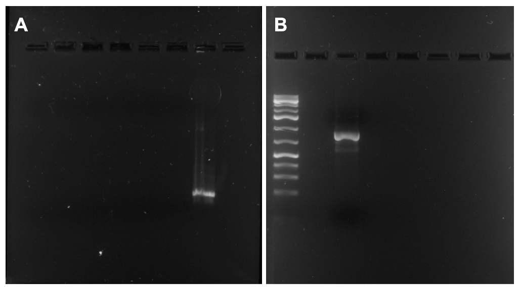 Solved Presented above are two gels loaded with a sample of | Chegg.com