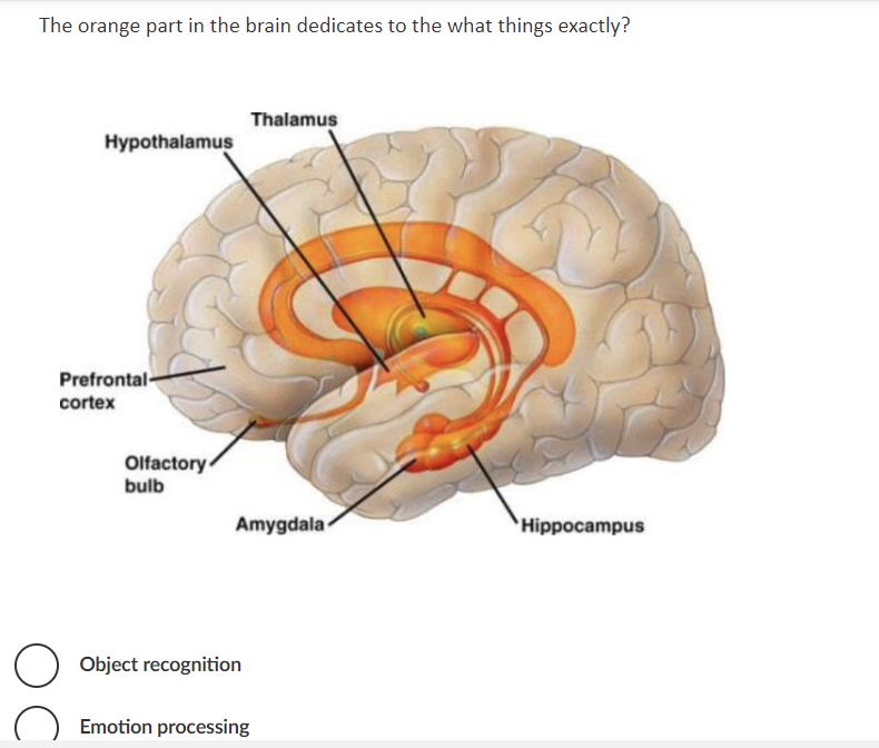 Solved The orange part in the brain dedicates to the what | Chegg.com