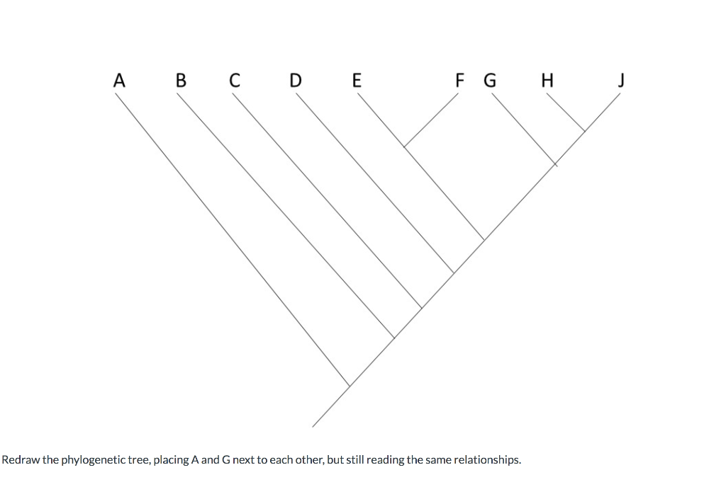 Solved Redraw the phylogenetic tree, placing A and G next to | Chegg.com