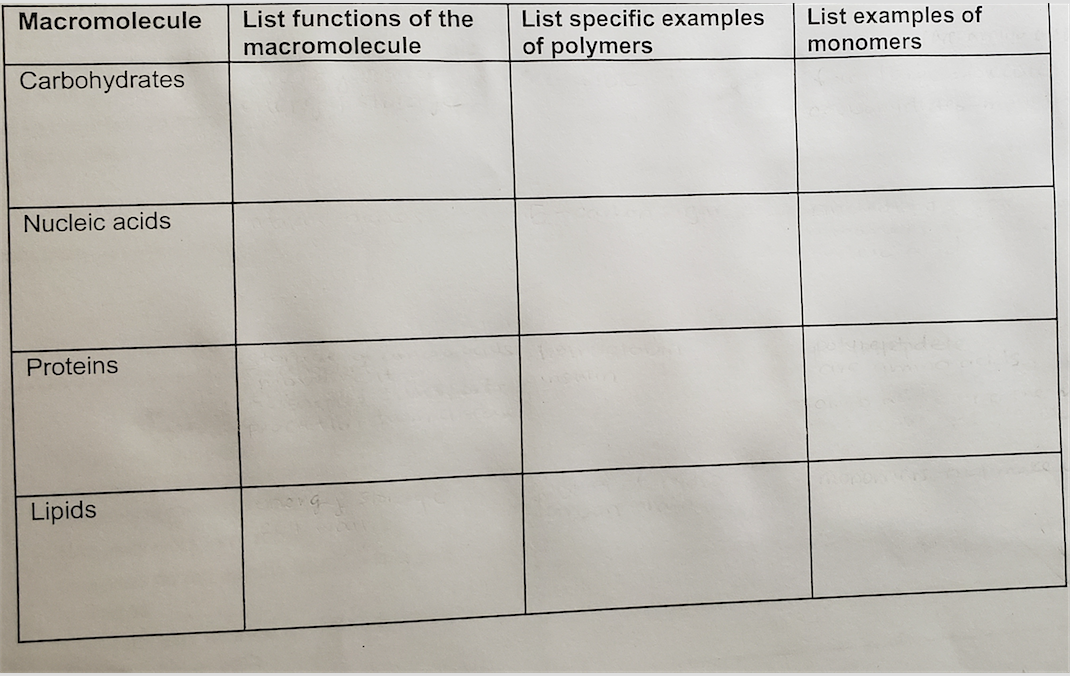 Solved Macromolecule List functions of the macromolecule | Chegg.com