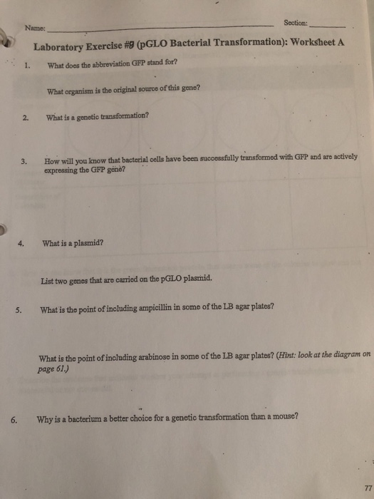 Solved Section Name: Laboratory Exercise #g (pGLO Bacterial | Chegg.com
