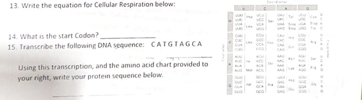 Solved 13. Write the equation for Cellular Respiration | Chegg.com