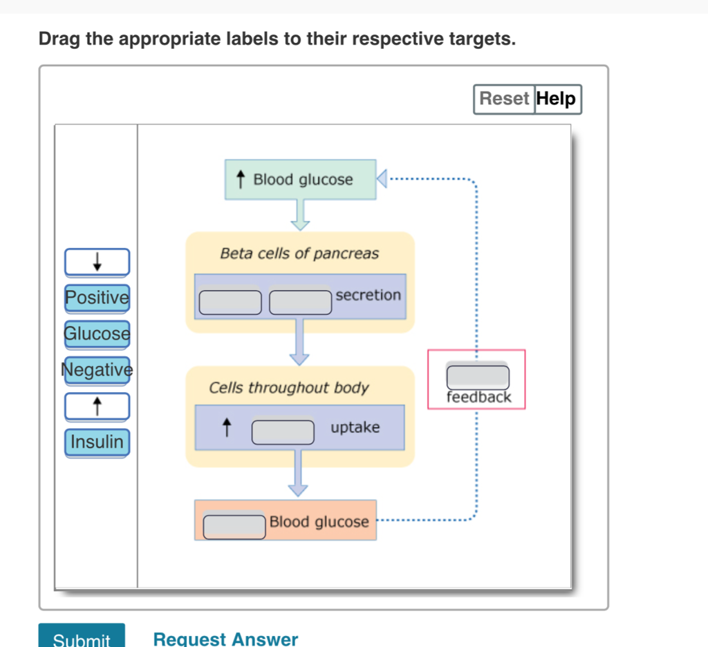 Solved Drag the appropriate labels to their respective | Chegg.com