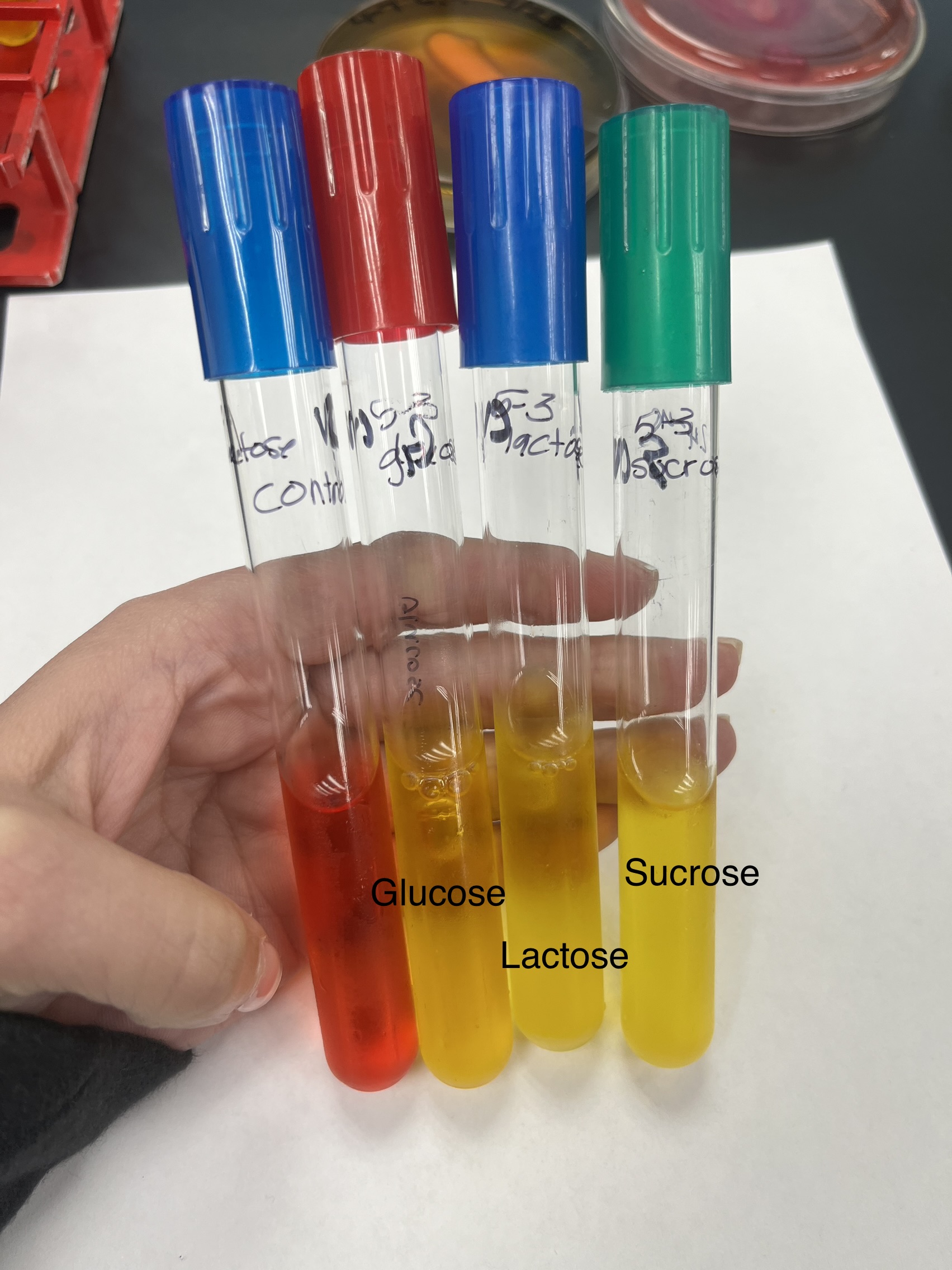 Solved QUESTION: WHAT IS THE UNKNOWN BACTERIA BASED ON THESE | Chegg.com