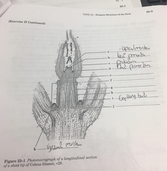 Solved 23-1 23-3 TOPIC 23 Primary Structure of the Stem | Chegg.com