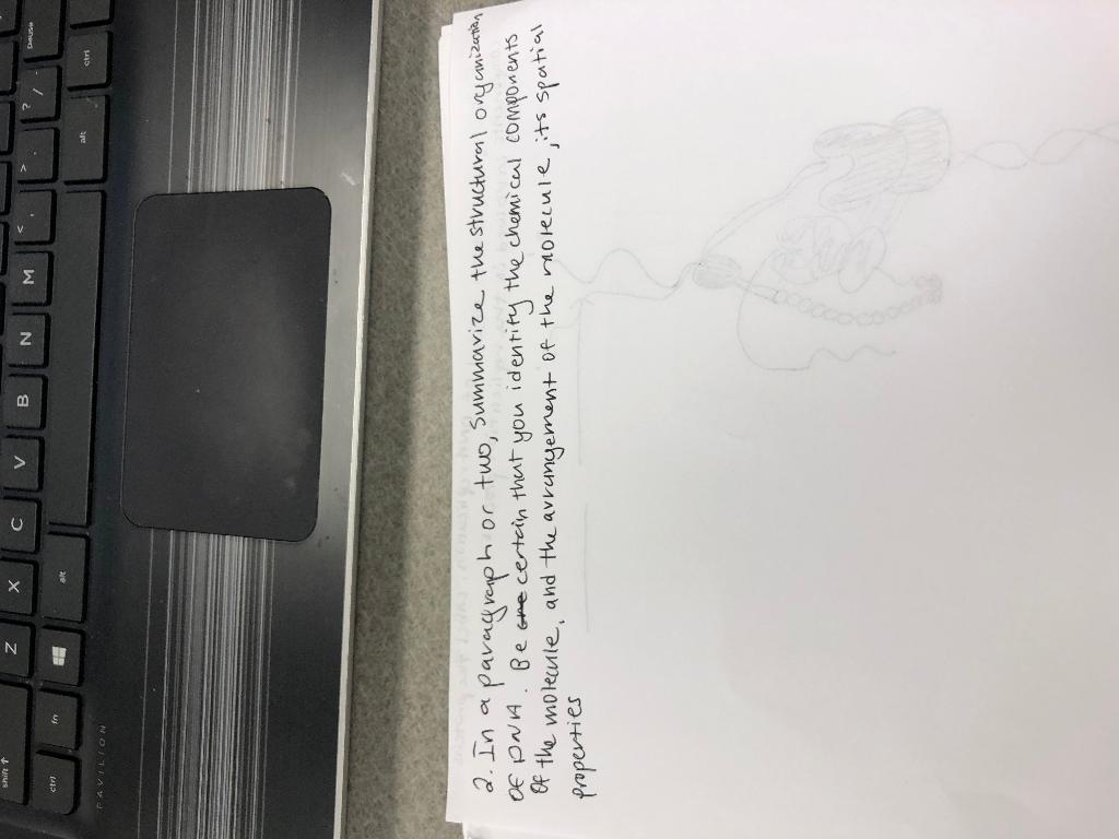 Solved Shirt Z х C V B N M DS / in stri FAVILLON of PNA 2. | Chegg.com