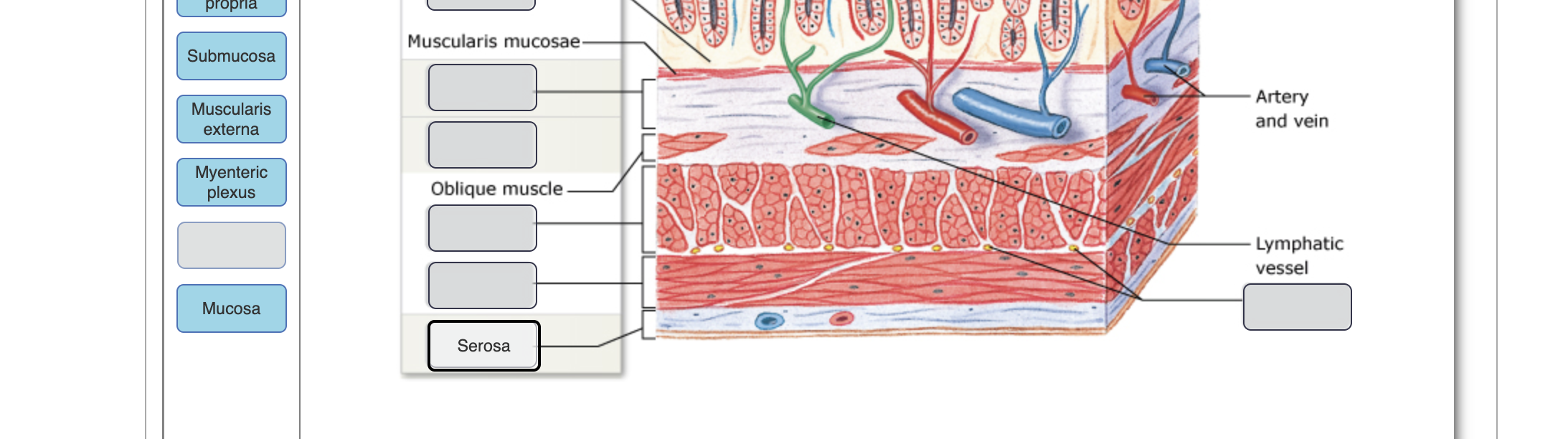 Solved Question 1 Layers of the Stomach Wall Longitudinal | Chegg.com