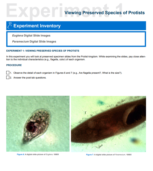 Solved Experimen Viewing Preserved Species of Protists | Chegg.com