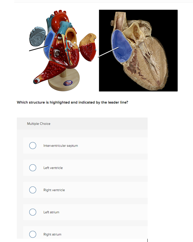Solved si Which structure is highlighted and indicated by | Chegg.com