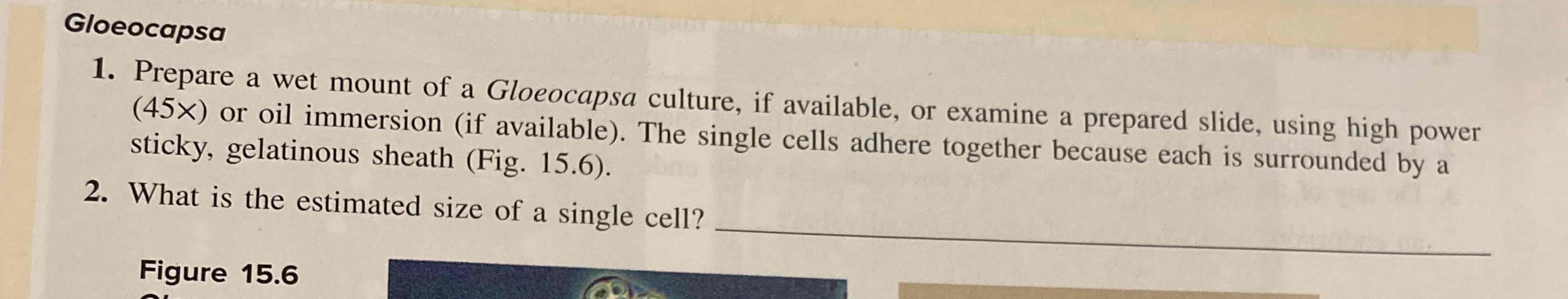 Solved GloeocapsaPrepare a wet mount of a Gloeocapsa | Chegg.com