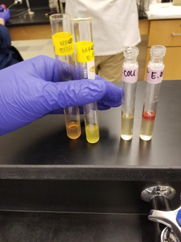Solved I did an experiment to determine how microbes utilize | Chegg.com