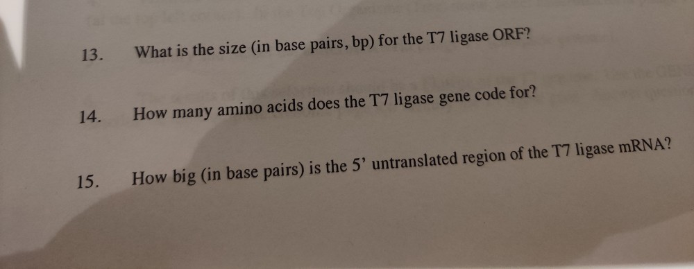 Solved 13. What is the size (in base pairs, bp) for the T7 | Chegg.com