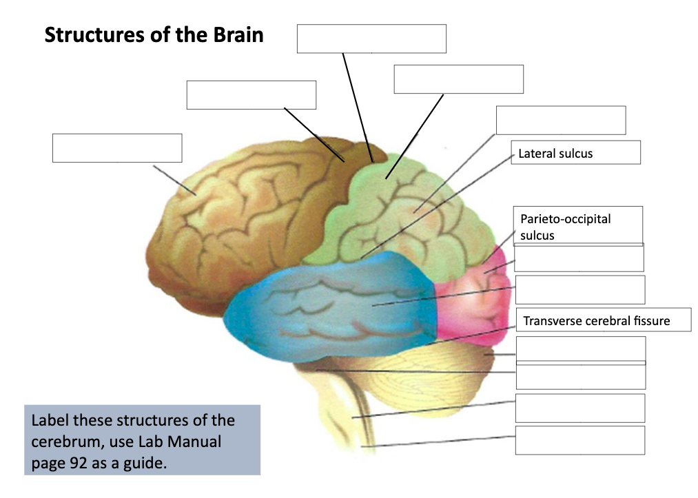 Solved Structures of the Brain Lateral sulcus | Chegg.com