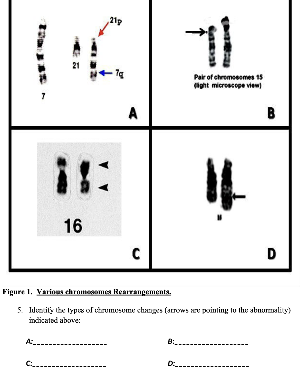 Solved Figure 1. ﻿Various chromosomes | Chegg.com