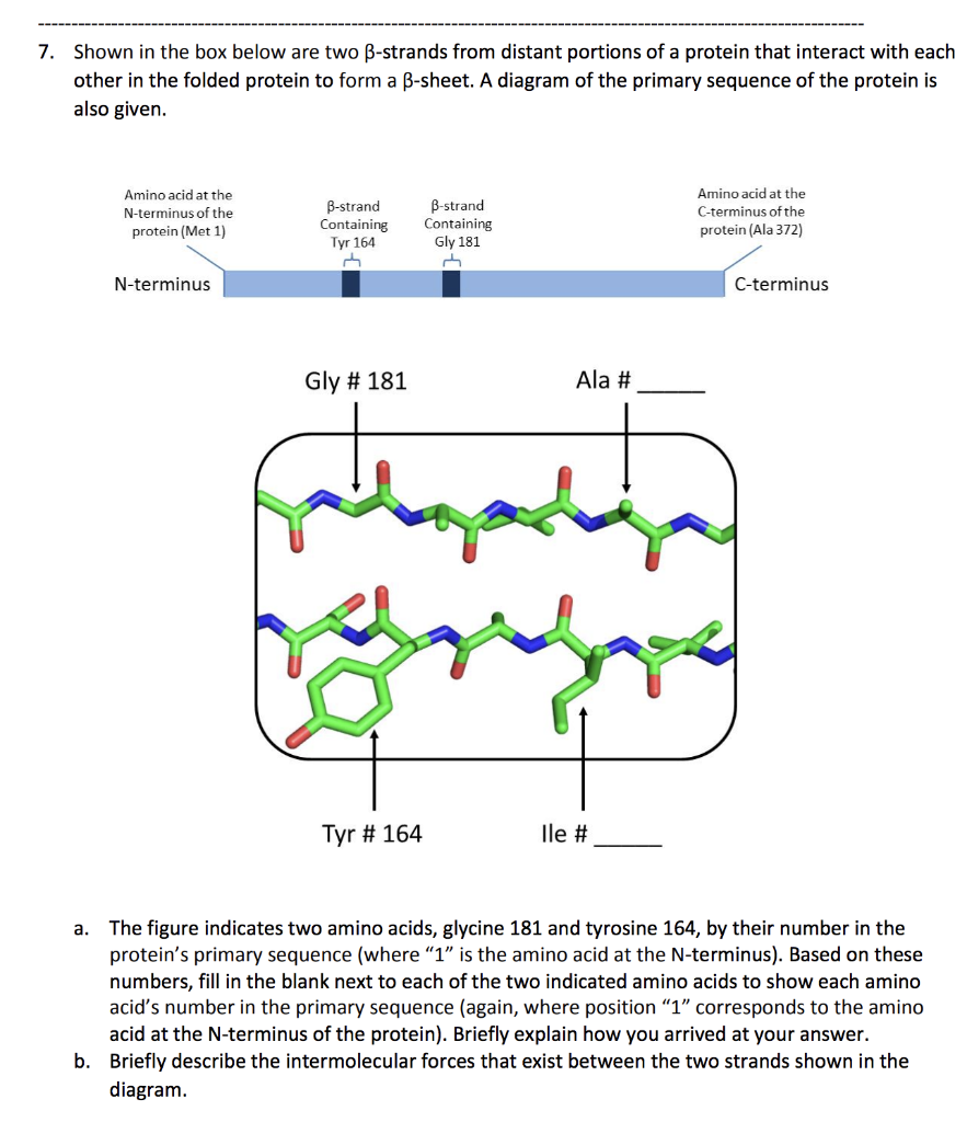 Solved 7. Shown in the box below are two B-strands from | Chegg.com