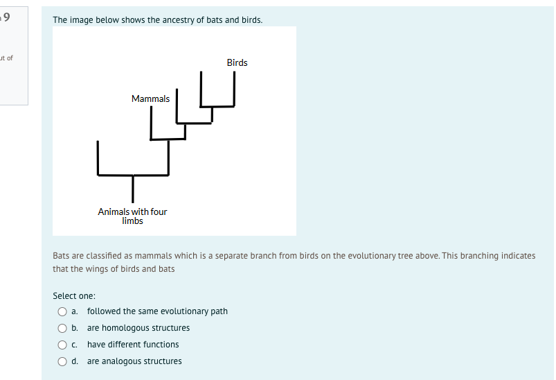 Solved -9 ut of The image below shows the ancestry of bats | Chegg.com