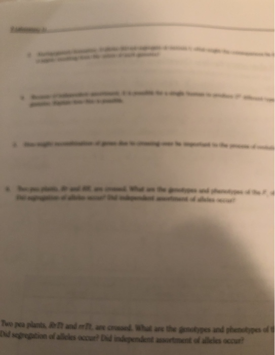 and phelpes f d ol alleles occur During aannete | Chegg.com