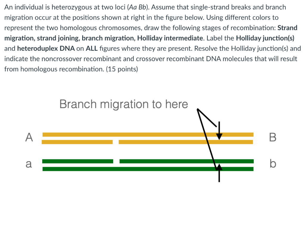 Solved An individual is heterozygous at two loci (Aa Bb). | Chegg.com