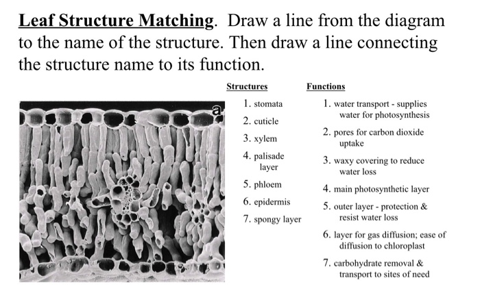 solved-leaf-structure-matching-draw-a-line-from-the-diagram-chegg