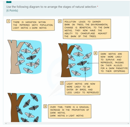 Natural Selection Diagram