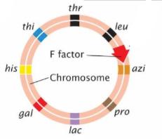 Solved In this Hfr strain diagram, the red arrow indicates | Chegg.com