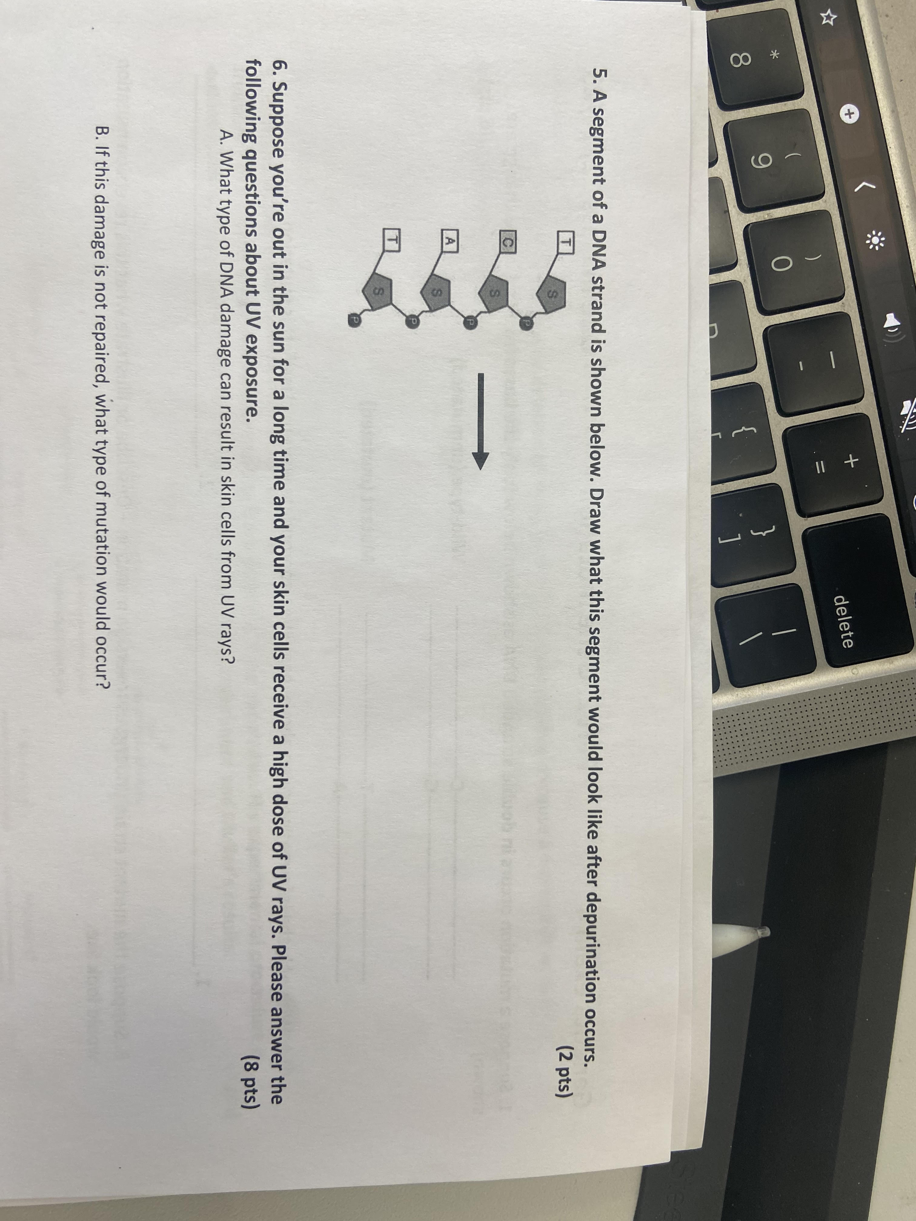 Solved 5. A segment of a DNA strand is shown below. Draw | Chegg.com