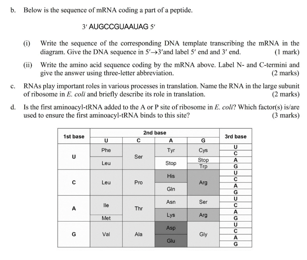Solved b. Below is the sequence of mRNA coding a part of a | Chegg.com