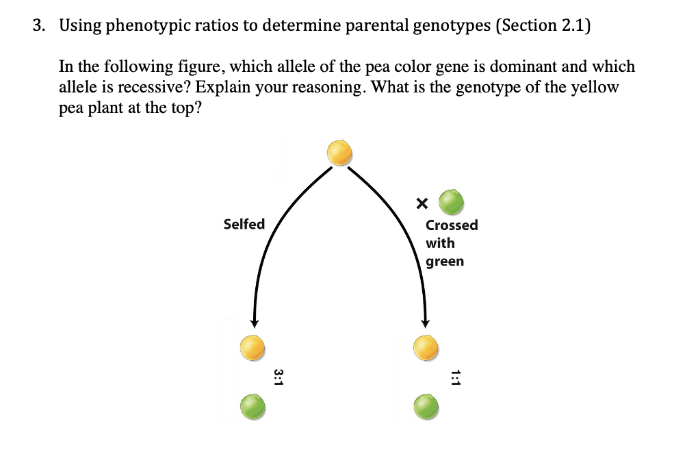 Solved Using phenotypic ratios to determine parental | Chegg.com