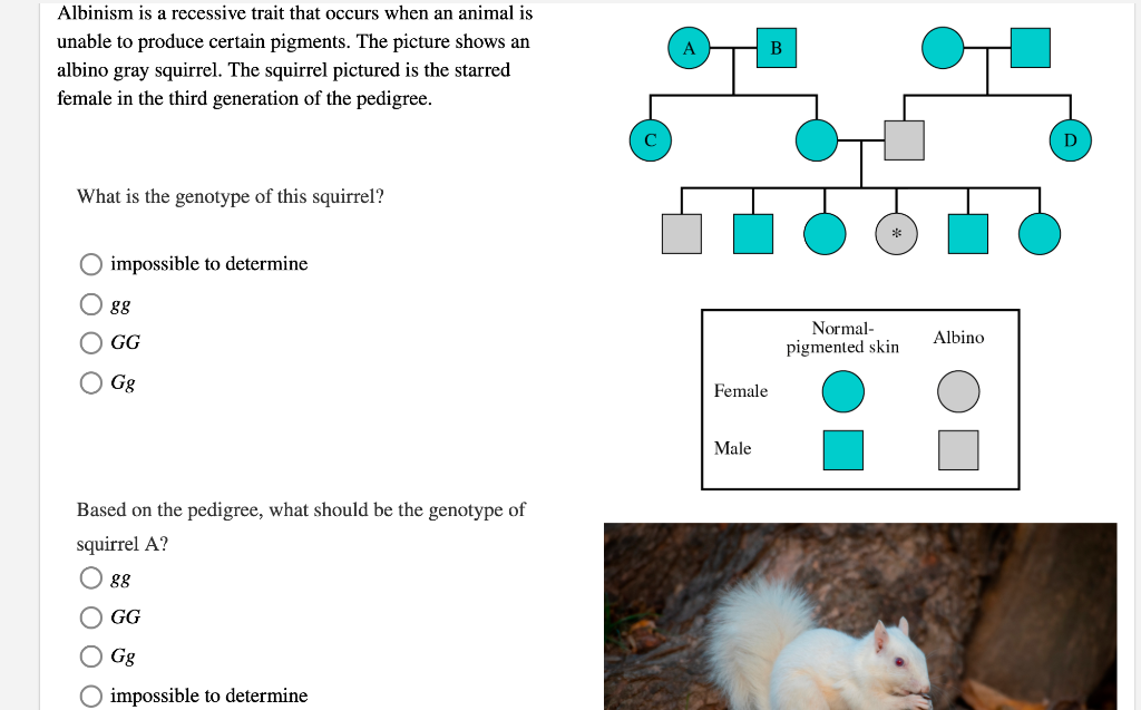 Solved A B Albinism is a recessive trait that occurs when an | Chegg.com