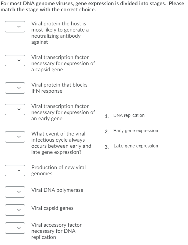 Solved For most DNA genome viruses, gene expression is | Chegg.com