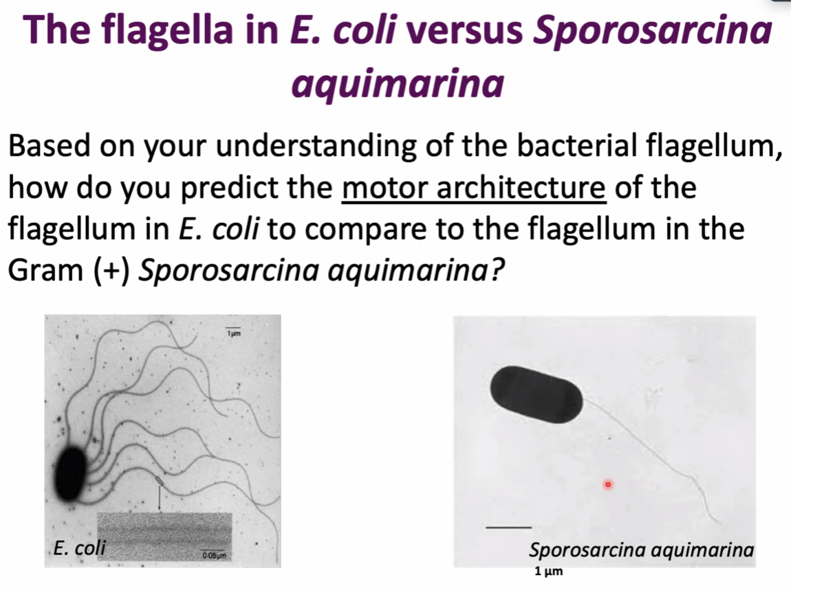 Solved Based on your understanding of the bacterial | Chegg.com