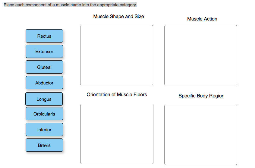 Solved Place each component of a muscle name into the | Chegg.com