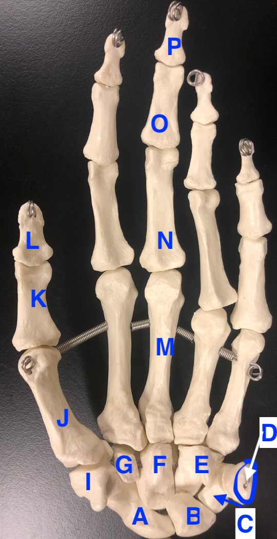 Solved name the bones in the hand, vertabre* ﻿and arm bone. | Chegg.com