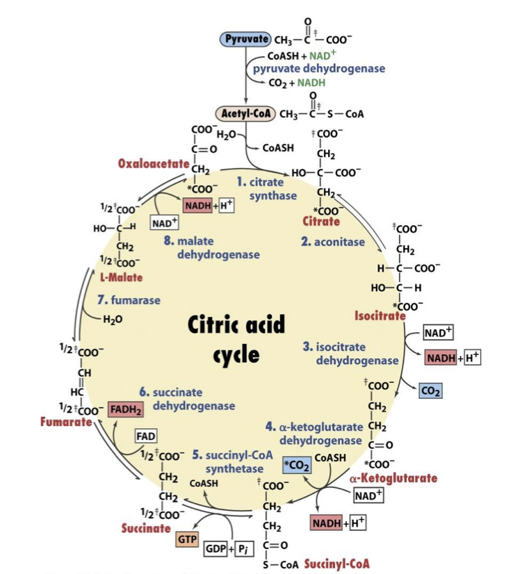 Solved Label the number of carbons in each substrate. What | Chegg.com
