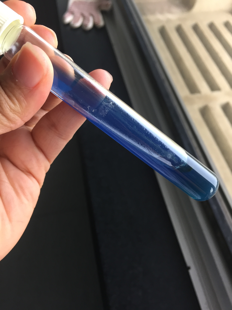 Solved Indole Production Test Results and Interpretations | Chegg.com