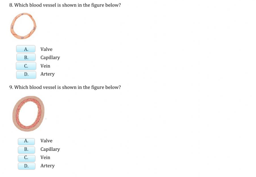 8. ﻿Which blood vessel is shown in the figure | Chegg.com