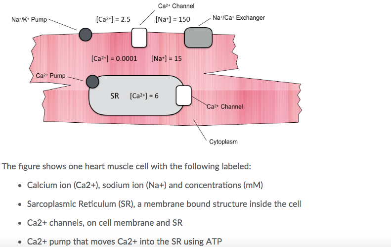 Solved: Ca2+ Channel Na /K Pump Ca] 2.5 [Na-)-150 Na /Ca E... | Chegg.com
