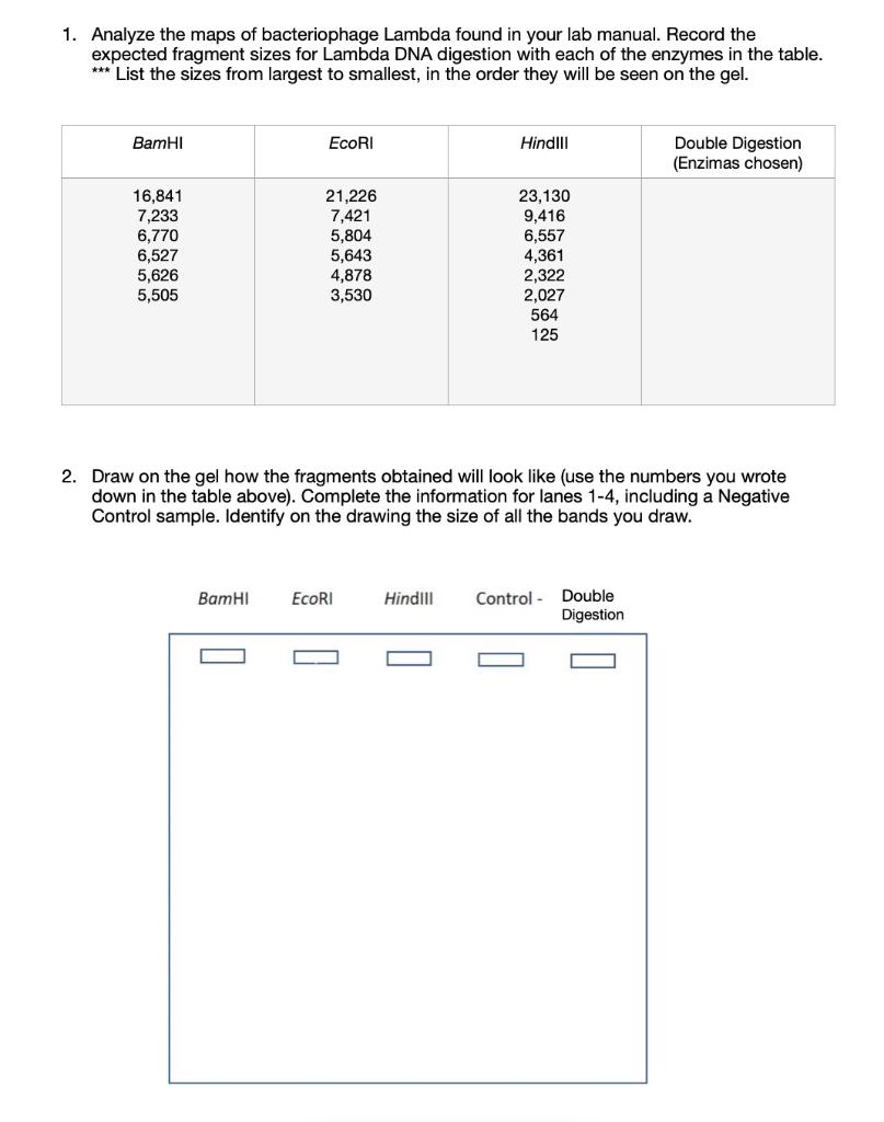 Solved 1. Analyze the maps of bacteriophage Lambda found in | Chegg.com