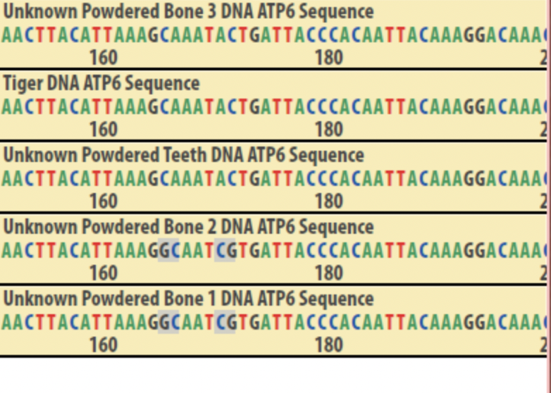 Solved 1. Type the sequence of the tiger ATP6 DNA from | Chegg.com