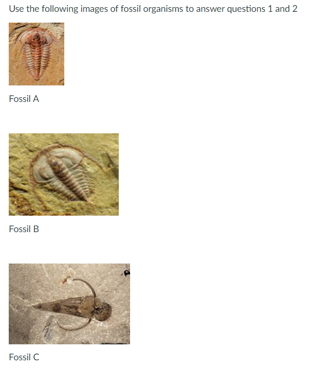 Solved Use the following images of fossil organisms to | Chegg.com