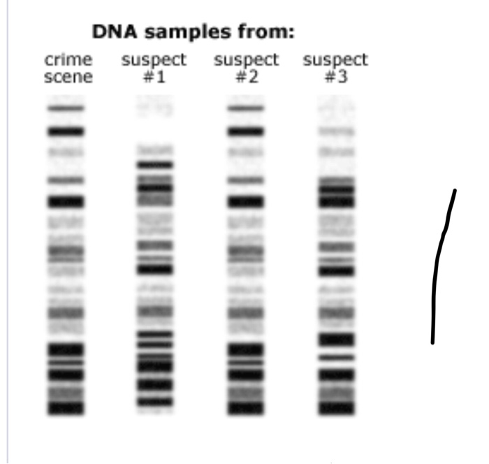 Dna Fingerprinting Crime Scene