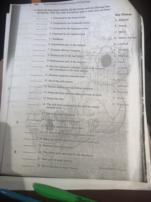 Solved match the bone names listed in the key choices with | Chegg.com